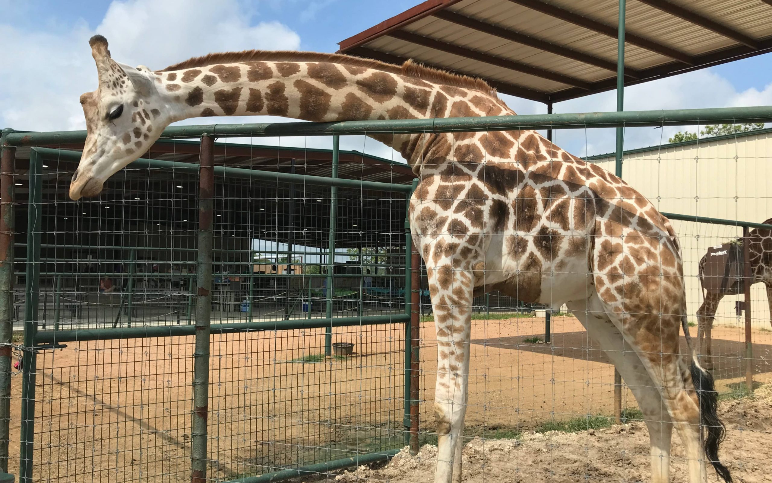 Aggieland Safari - Kendra Hudson